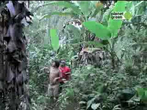 G Word- Costa Rica Banana Growers