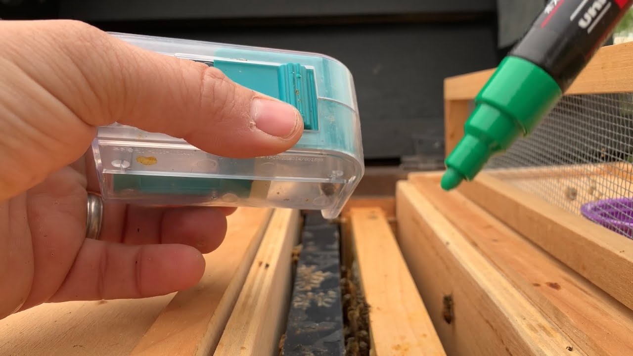 Honeybee Queen marking | Beekeeping