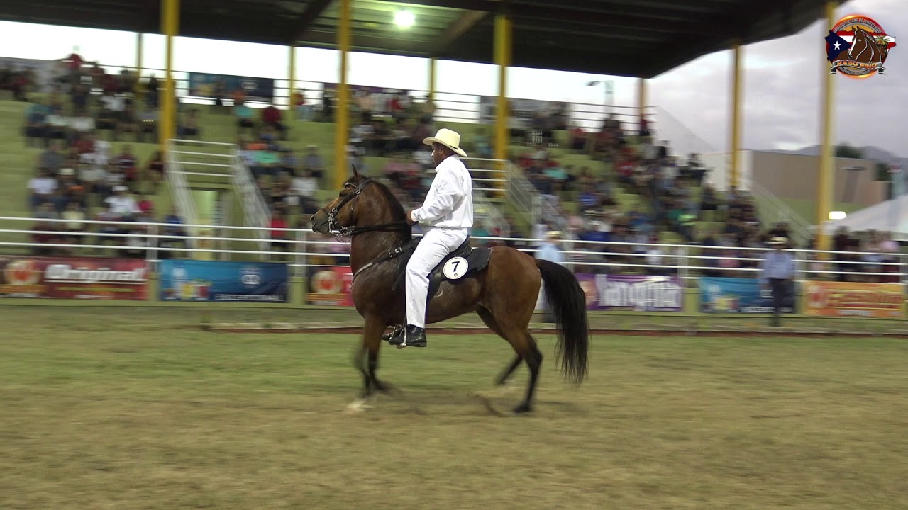 Potros de Paso Fino de 36 a 47 meses- Feria Dulce Sueño 2019