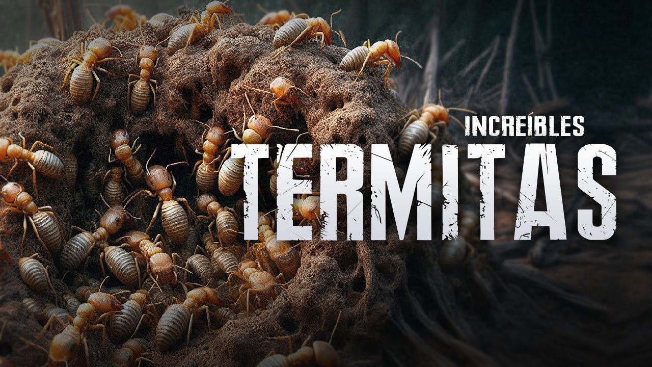 Las Termitas INCREÍBLES · Documental de termitas