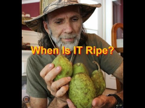 How To Know When PEARS are Ripe