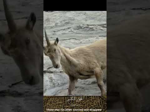 Surah Takwir ๐๐๐Hamid Ali zada #beautifulrecitation #tilawat #quran #roblox #explore