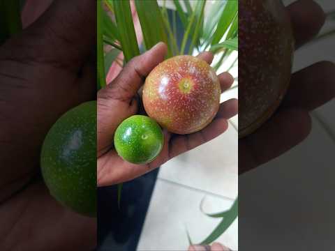 Tiny Green Vs Red Passion Fruits 🍃❤️ | What's Inside?