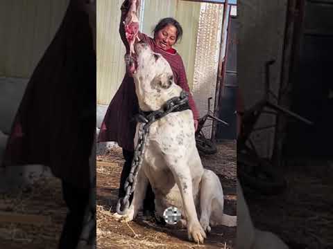 Le chien le plus grand du monde ?