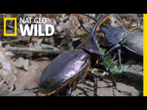 Hercules Beetle Battle | Wild Costa Rica