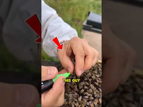 Why Beekeepers Paint Their Queen Like This?
