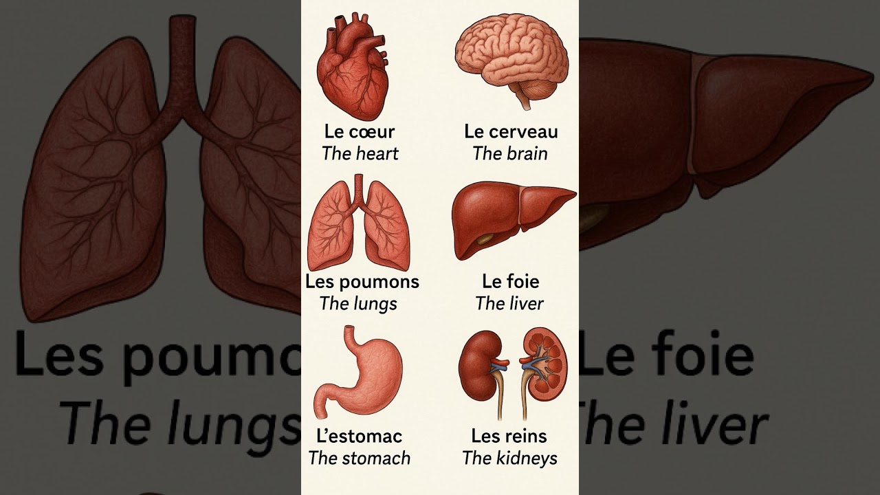 Les organes vitaux du corps humain – Bilingue Français/Anglais