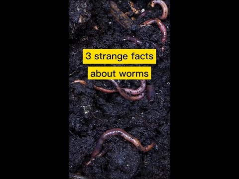 3 Strange Facts About Worms #shorts