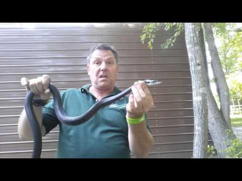 Identifying Non Venomous Snakes - Summit Environmental Solutions