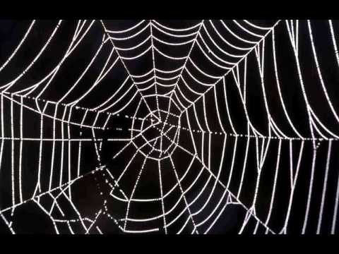 Spider Web - pictures