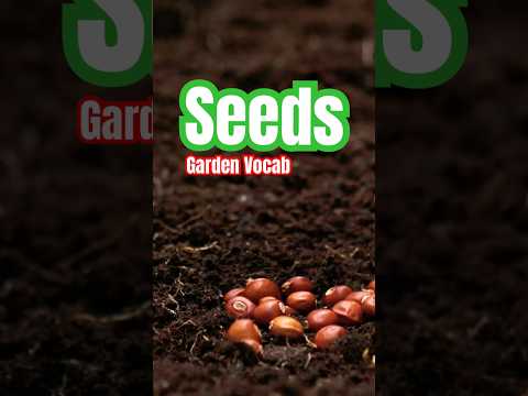 🌾 What are Seeds? What is a Seed? Seeds Pronunciation #seeds #seed #englishpronunciation #english