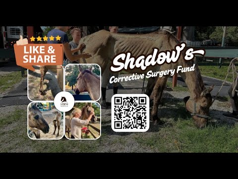Shadow's Corrective Surgery Fund