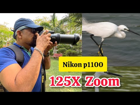 Testing the Nikon P1100 - Is It Worth a Buy for Wildlife Photography?