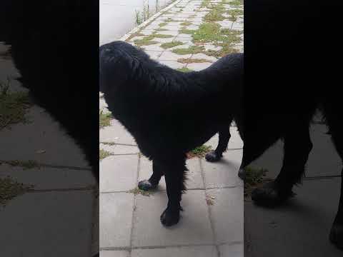 20201001 THE FOLLOWING DUMPED BOYS BLACK KARAKACHAN & GONCHE MIX BOY - ALL BEEN KILLED LATER