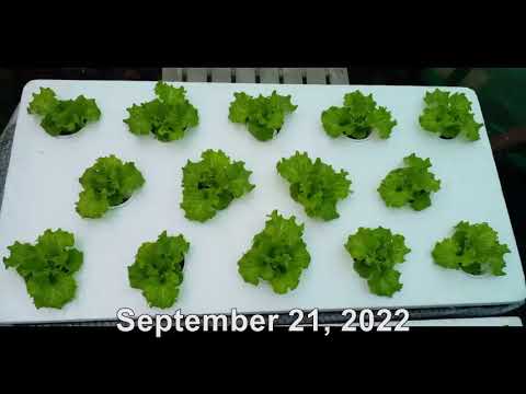 Olmetie RZ (Batavia Lettuce) From Seeds to Harvest