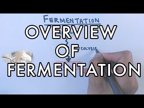 Overview of Fermentation | Lactic Acid & Alcoholic Fermentation