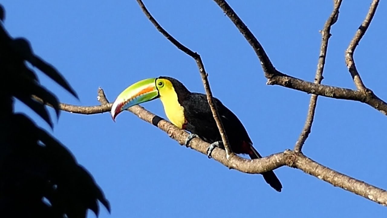 Keel-billed Toucan calling.