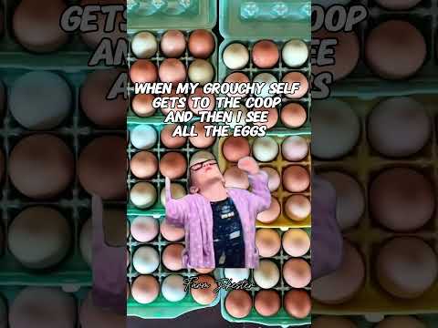 What egg shortage? #eggshortage #eggs #grouchy #spring #chickens #hens #meme #funny #humor #laugh