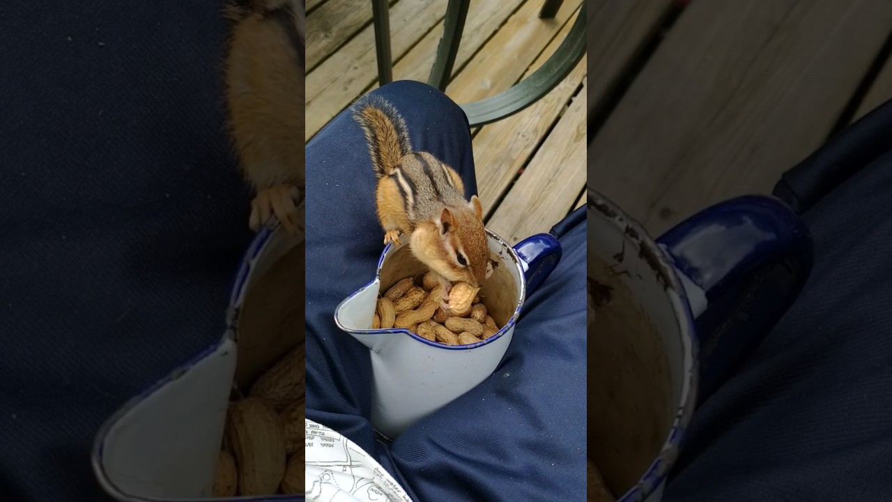 The Funny Eastern Chipmunk🐿️ Loves Peanuts🥜Drôle Le Tamia Rayé Aime Les Arachides #shorts #chipmunk