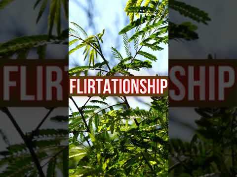 Flirtationship Fact | Funny Definitions | Act & Fact [ Funny definition of Flirtationship ] #shorts