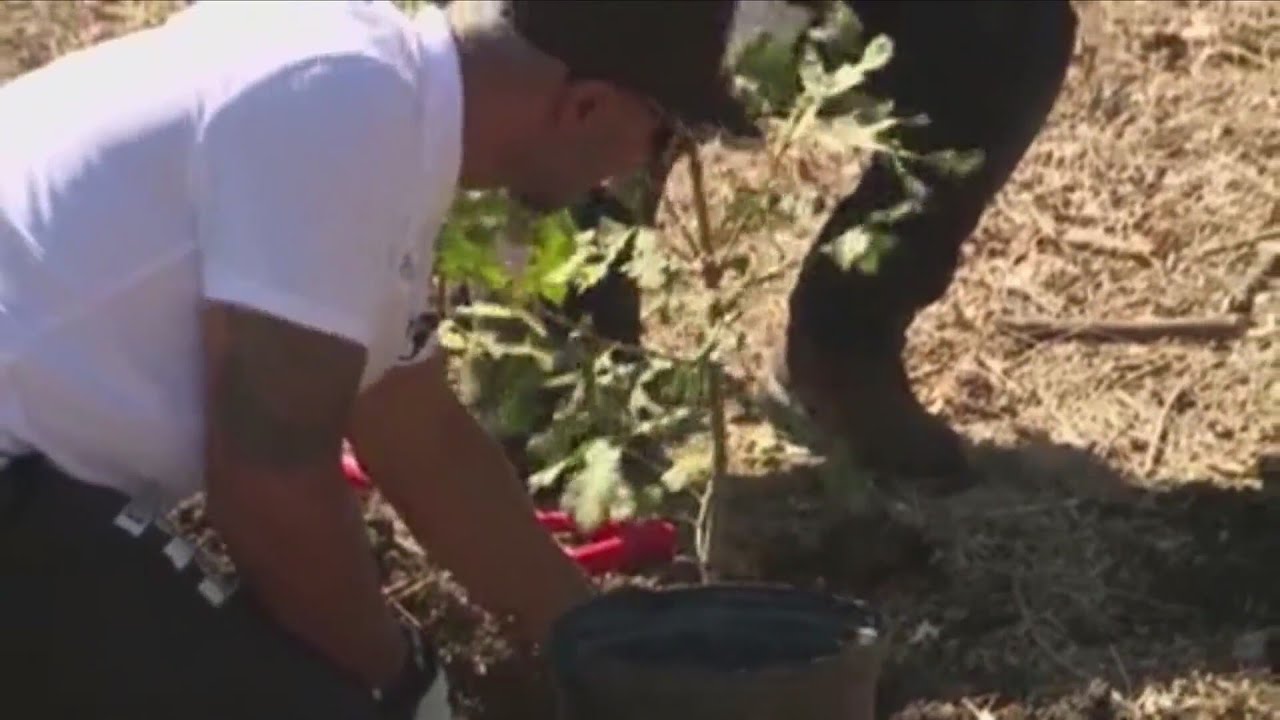 South Sioux City Tree Giveaway