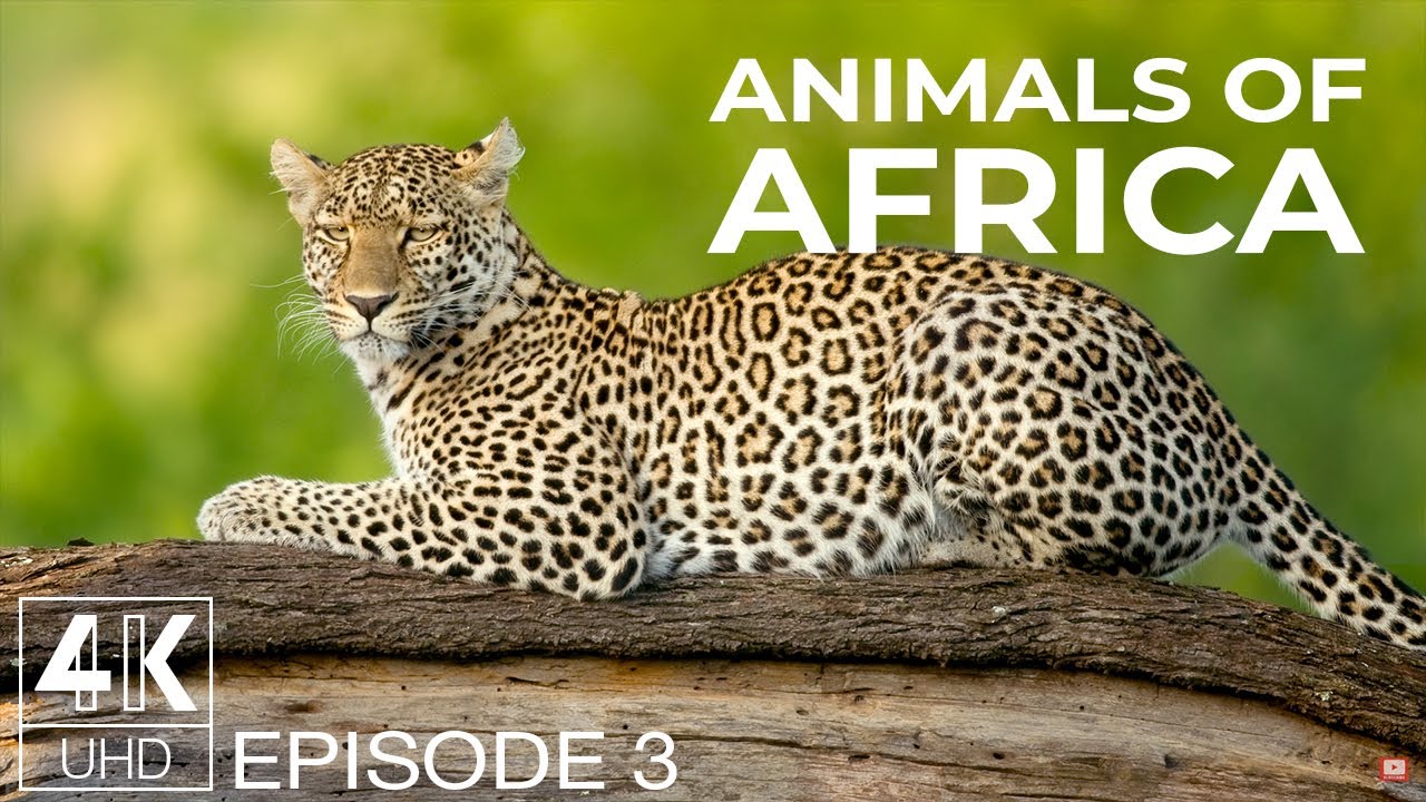 Amazing Wildlife Photography - Wallpapers Slideshow in 4K UHD - Animals of Africa - Ep. 3
