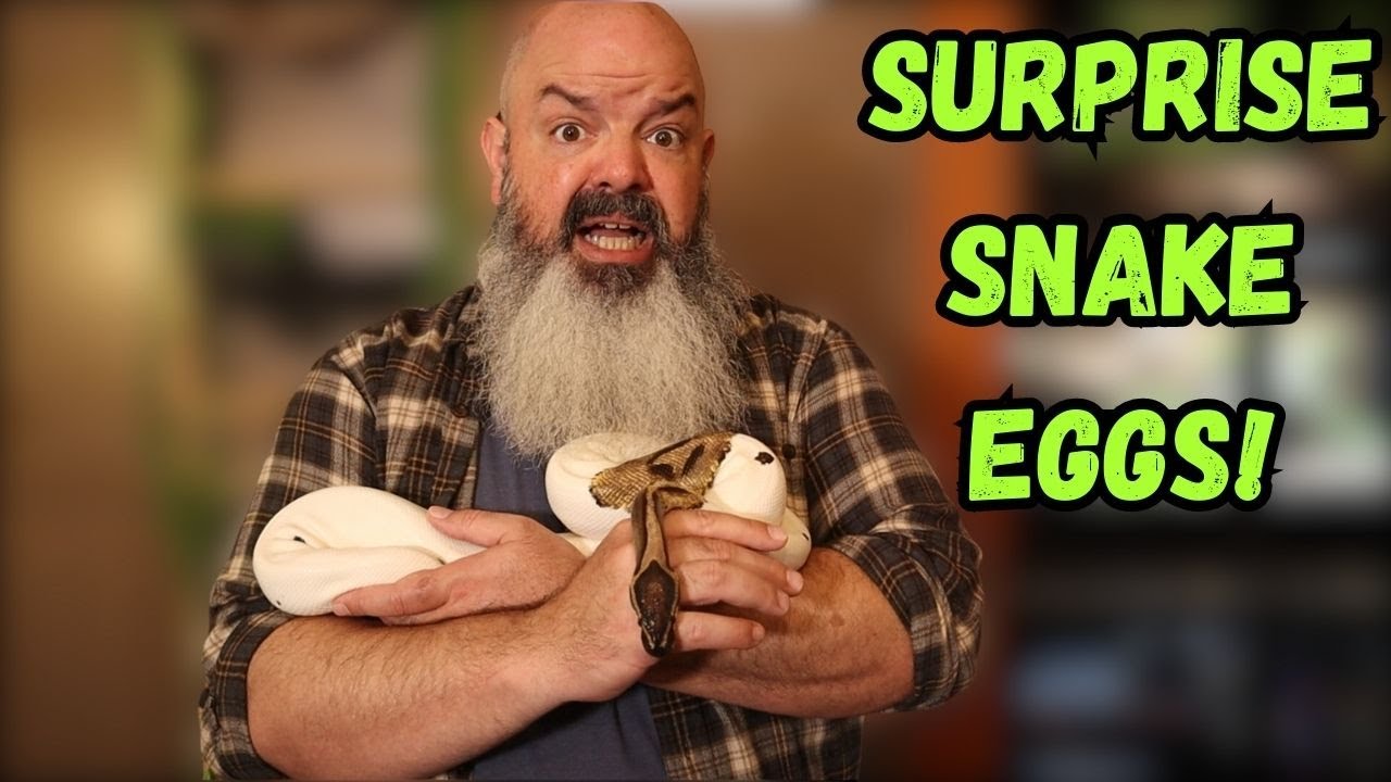 Surprise Python Eggs: What do you do with them?