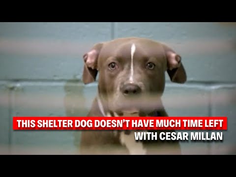 A Shelter Dog’s Rescue -- From Euthanasia List to New Life | Dog Nation Throwbacks