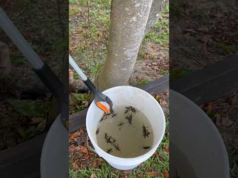 How To Kill Grasshoppers With Soapy Water