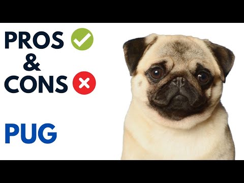 Pug Dog Pros and Cons | Pug Dog Advantages and Disadvantages