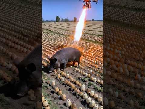 Do you think wild boars are so evil?#farm #farming #satisfying #farmer #nature