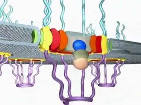 The Structure of the Nuclear Pore Complex: Supplemental Video 2