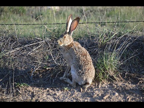 Learn to Hunt: Small Game