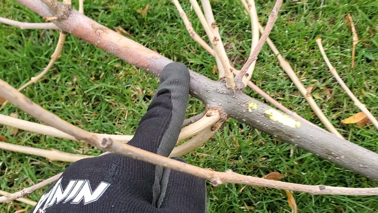 Dormant Tree Pruning Conundrums