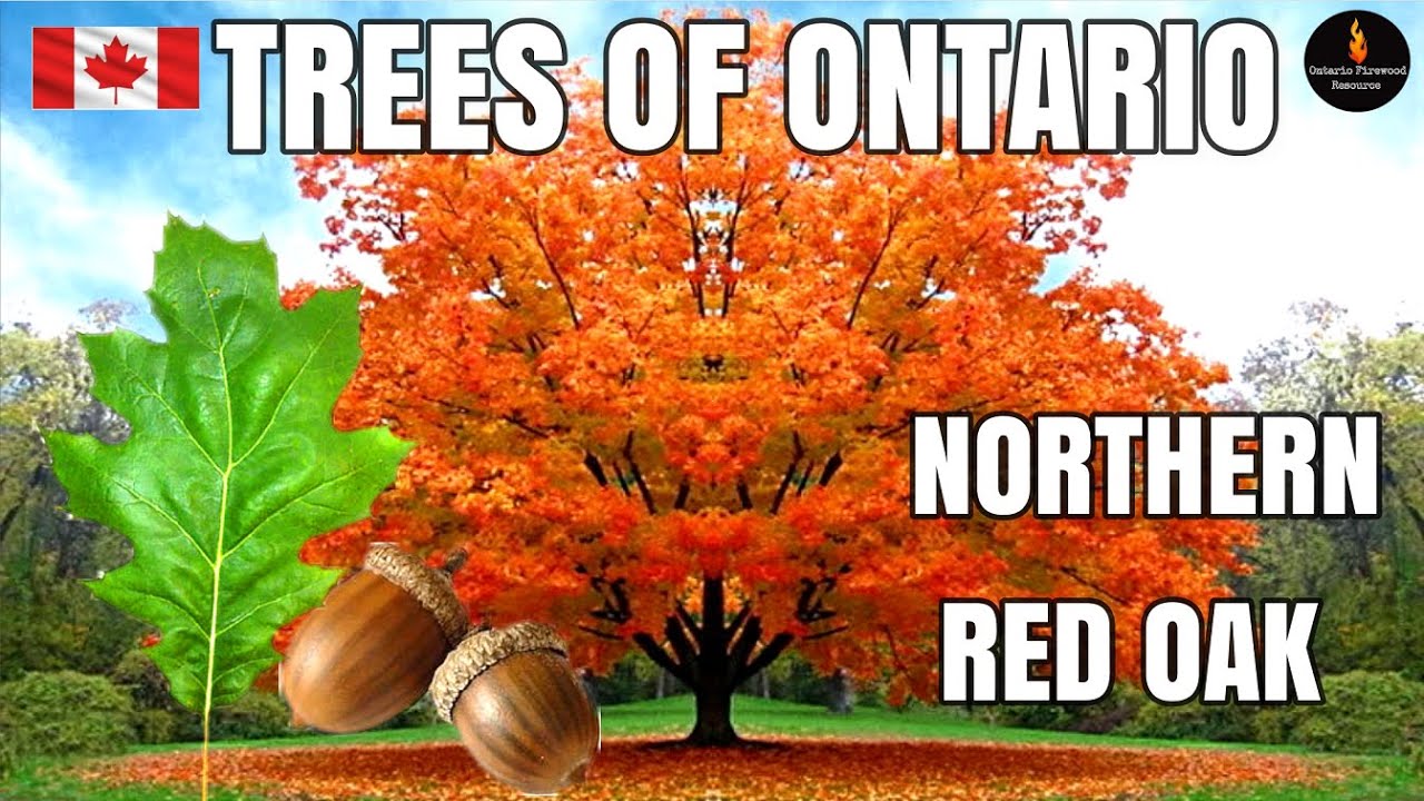 TREES OF ONTARIO - NORTHERN RED OAK (QUERCUS RUBRA) - TREE IDENTIFICATION SERIES