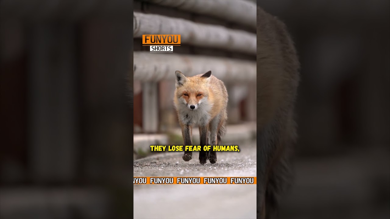 She Fed One Fox… Then This Happened 💔💔 #shorts #viral #funny #meme #memes