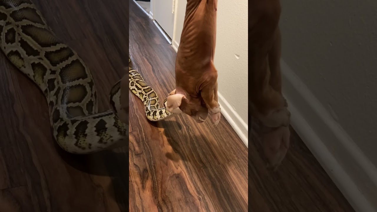 Rocky My GIANT Python Having Piggy Dinner! 🐷🐍 #reptilefeeding #python #pets