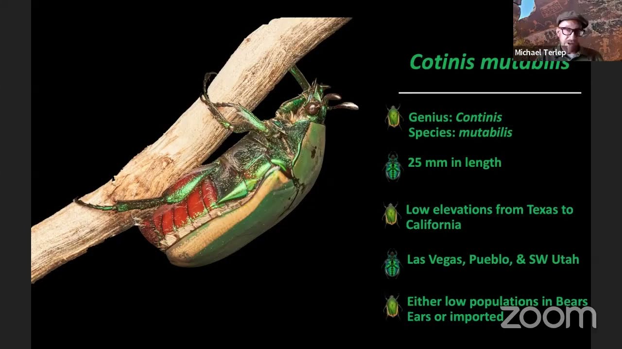 Iridescent Beetle Adornment Suggest Incipient Status Competition Among Earliest Horticulturalists
