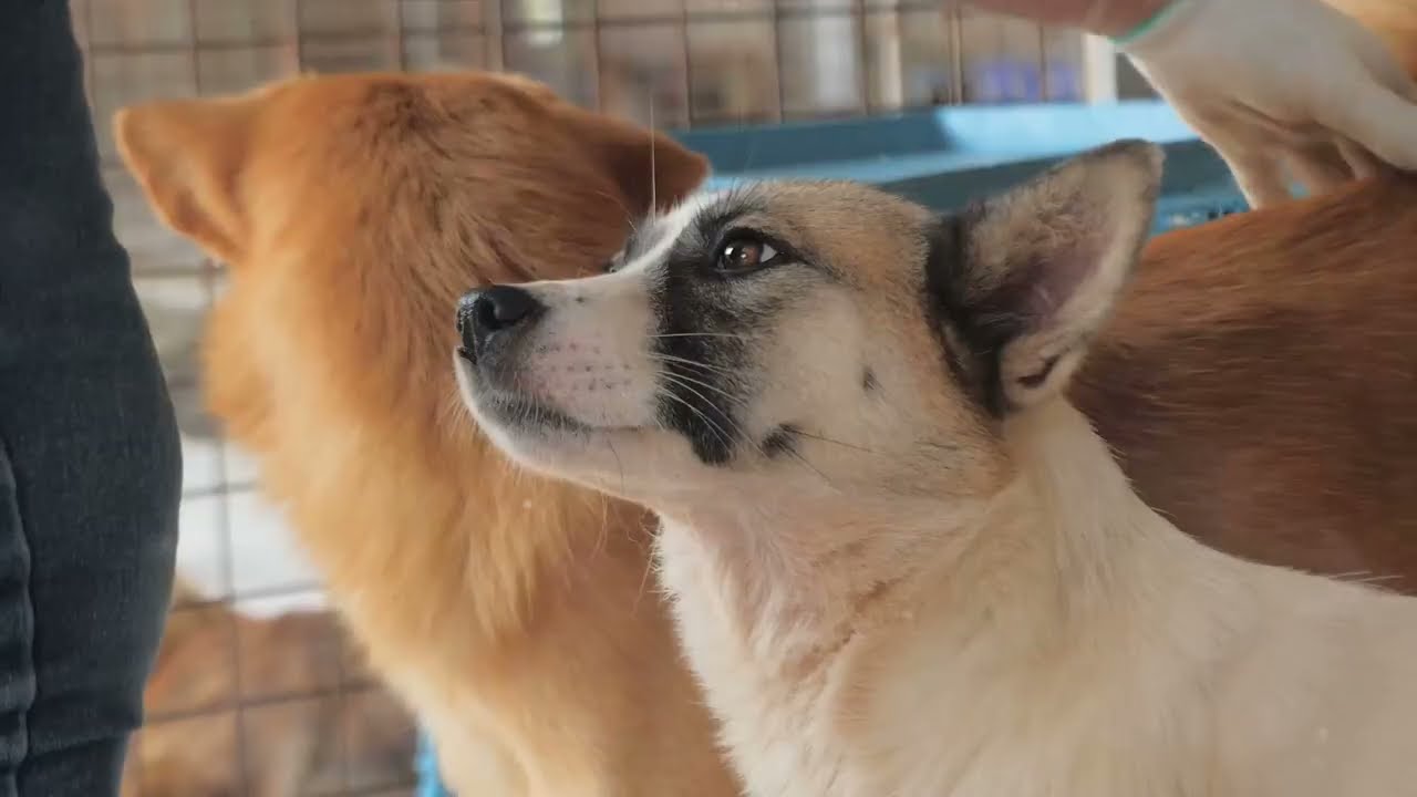 Apollo Ruby Foundation:  A Lifeline for Pets