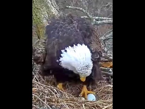 Dale Hollow eagles TN 01 25 20 1230pm Congrats River & Obey on 2nd egg this season