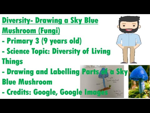 Drawing and Labelling a Sky Blue Mushroom Fungi Primary Science