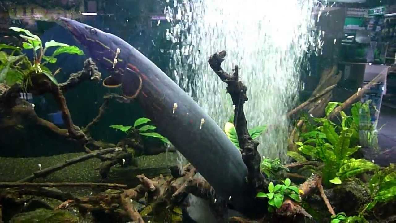 Electric Blue Jack Dempsey (EBJD) – Nandopsis Octofasciatum – Tropical ...