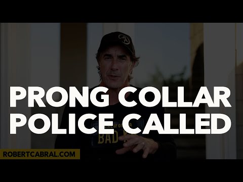 Prong Collar, Animal Cruelty and the Police in Switzerland - Dog Training Advice
