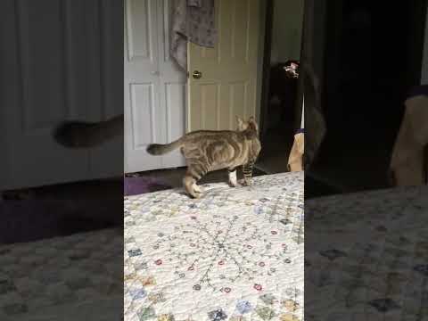 Video of adoptable pet named Monkey