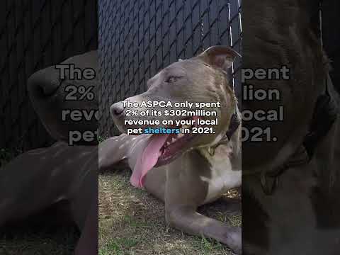 The ASPCA spent only 2% of their budget on local shelters. #Shorts