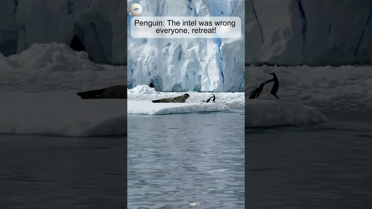 Seal routine:chill…then chaos😂 #funny #foryou #seal #animals