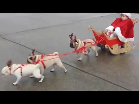 Pugs Pulling a Sleigh (video) – hey there, friends