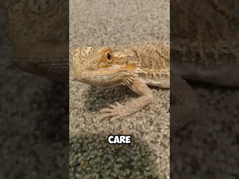 How long do bearded dragons live? #beardeddragon #lizard #funfacts #shorts