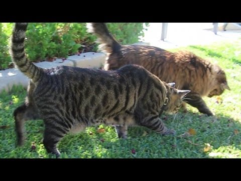Funny Cats Follow the Leader. Curious Cat Leo Investigates Everything Cassie Does.