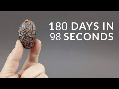 Growing a DATE PALM TREE Time-lapse in Hindi